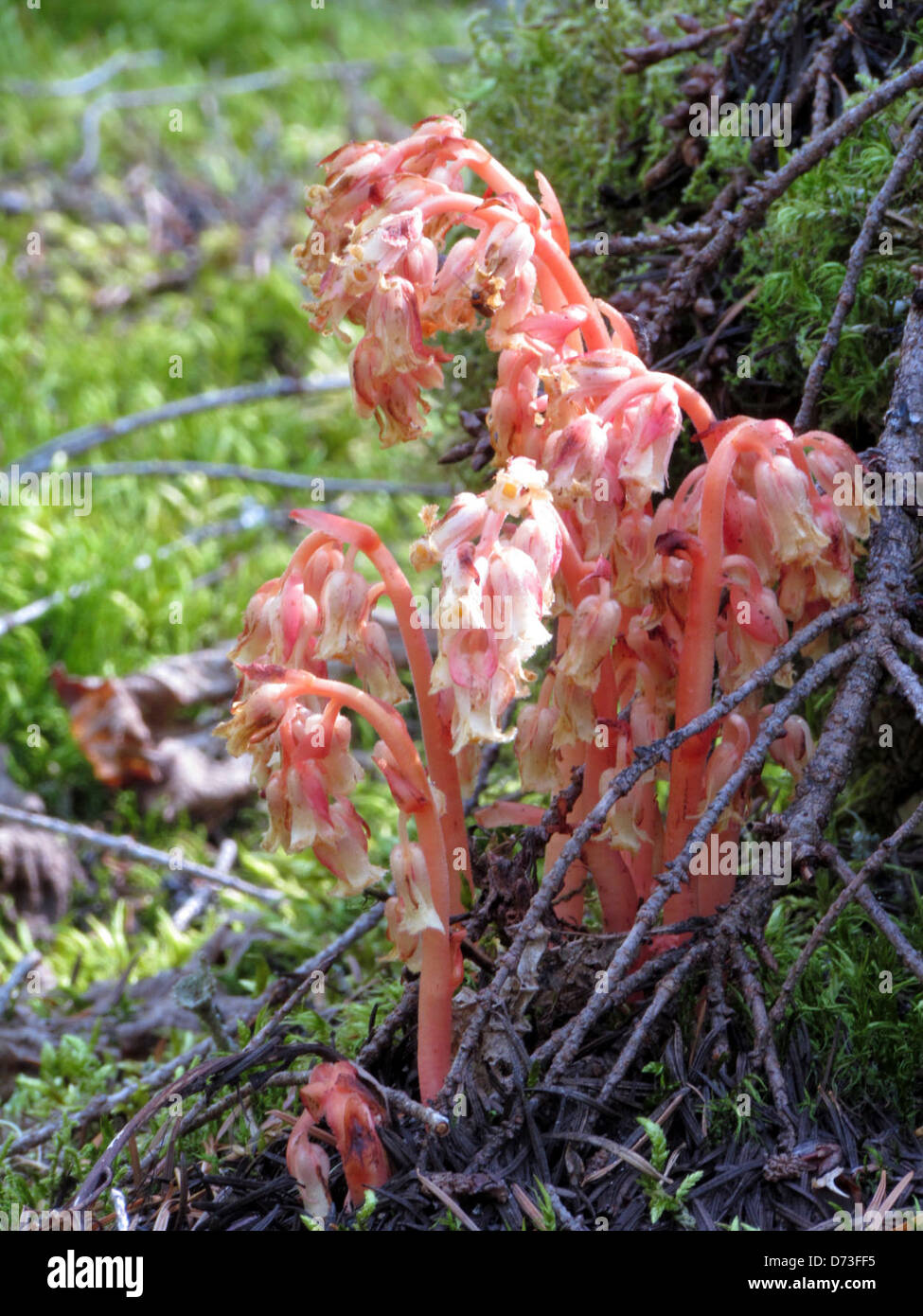 Mycoheterotrophic plant hi-res stock photography and images - Alamy