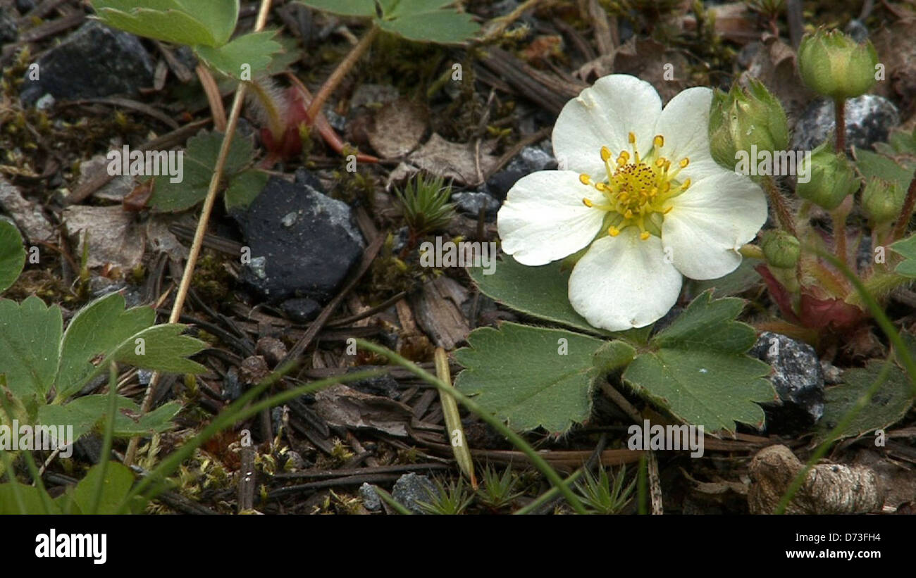 White flowers wild strawberry hi-res stock photography and images - Alamy