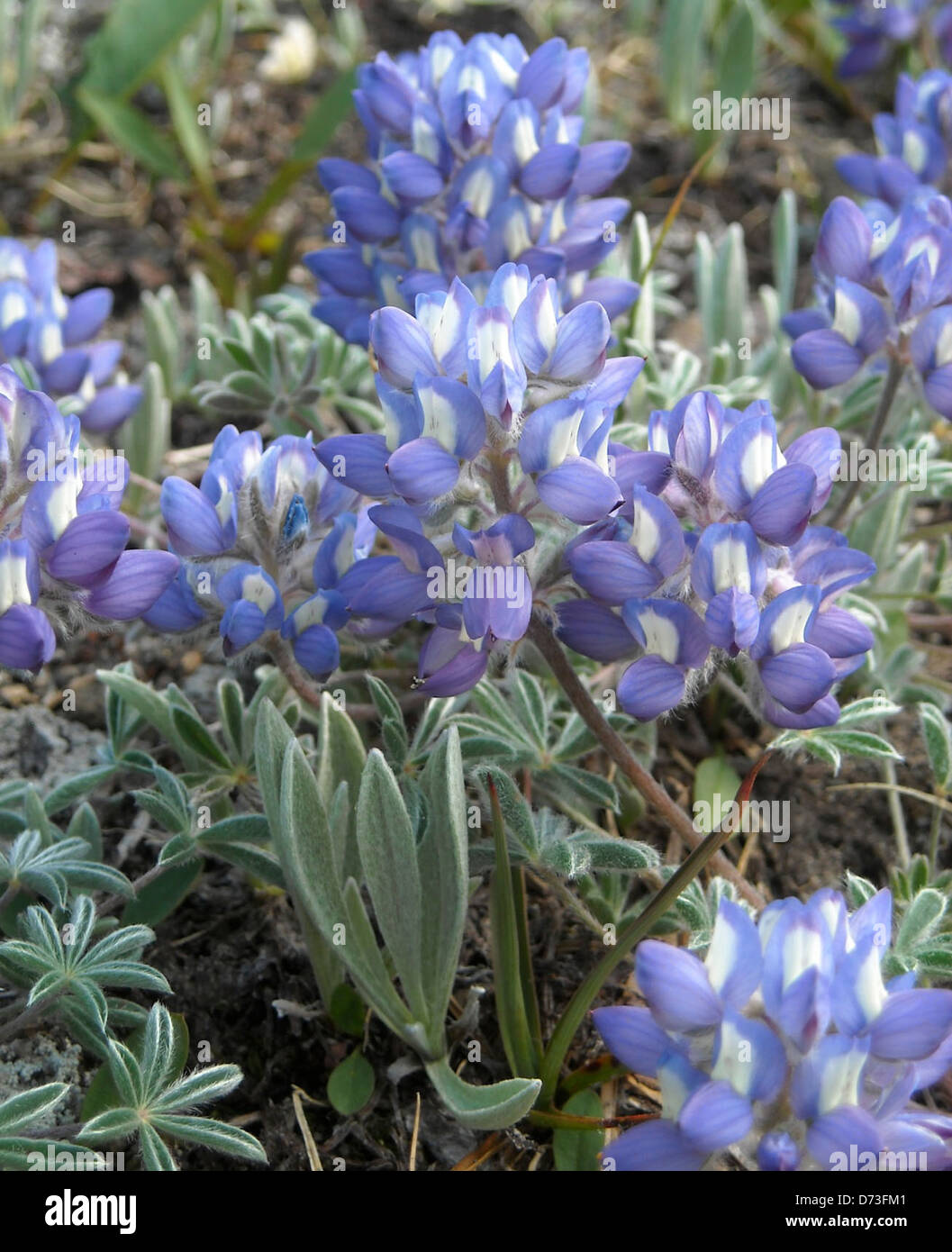 Dwarf alpine lupine hi-res stock photography and images - Alamy