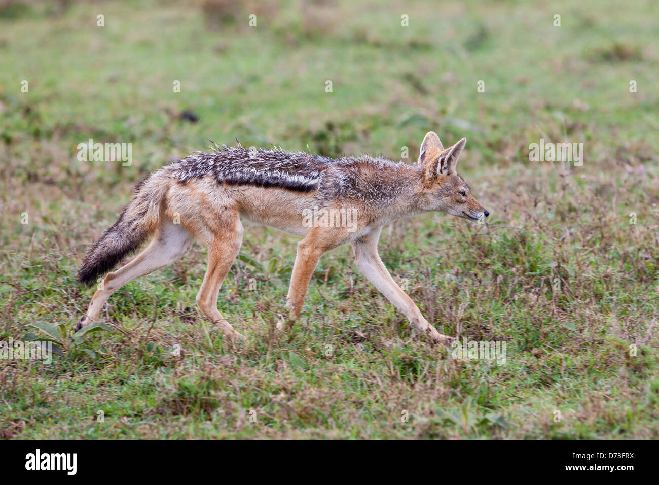 African jackal hi-res stock photography and images - Alamy