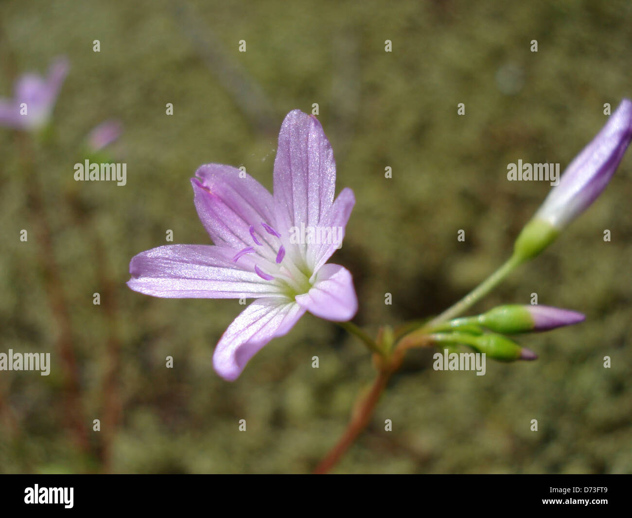 Montia parvifolia hi-res stock photography and images - Alamy