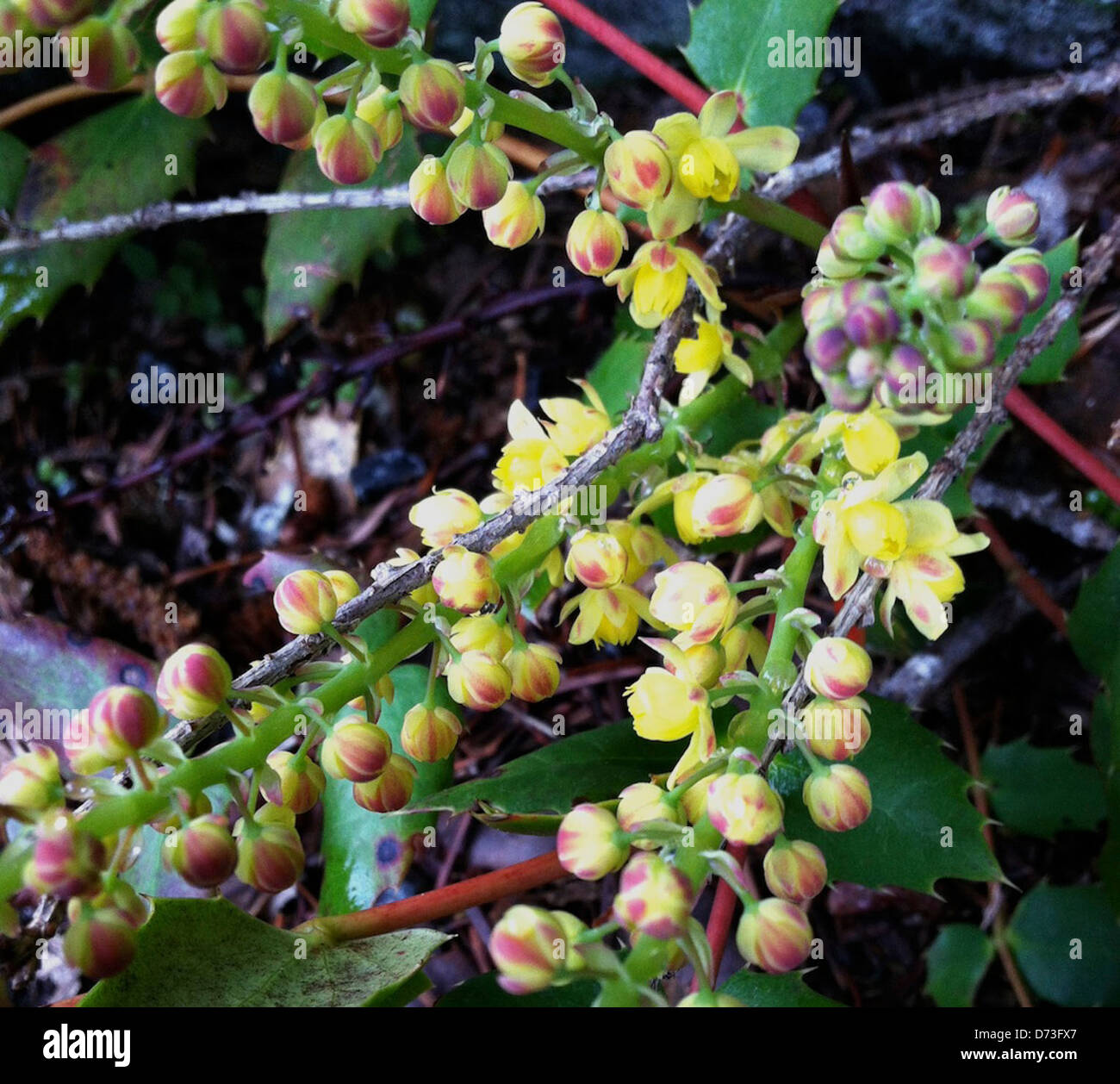 Cascade oregon grape hi-res stock photography and images - Alamy