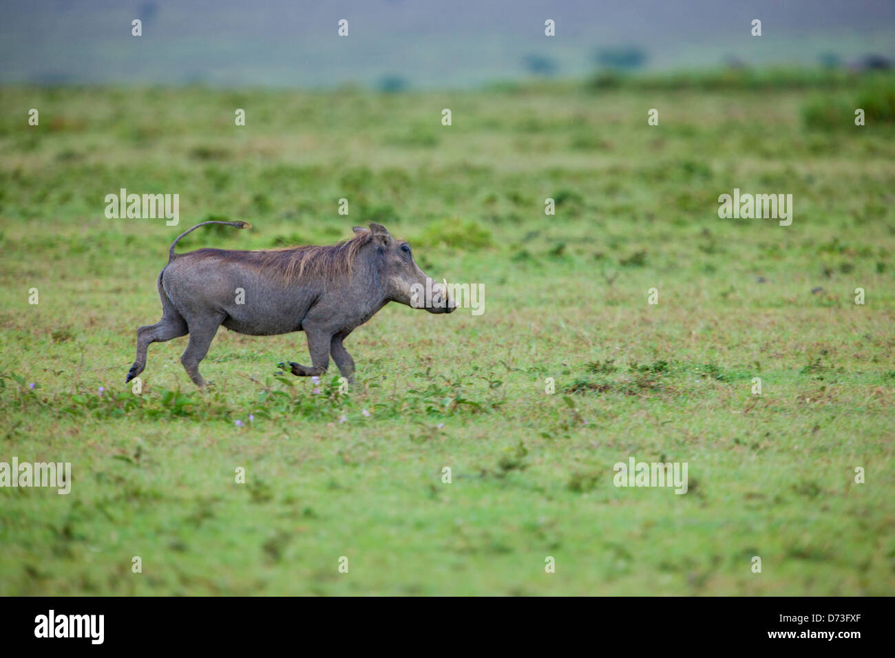 African warthog tusks hi-res stock photography and images - Alamy