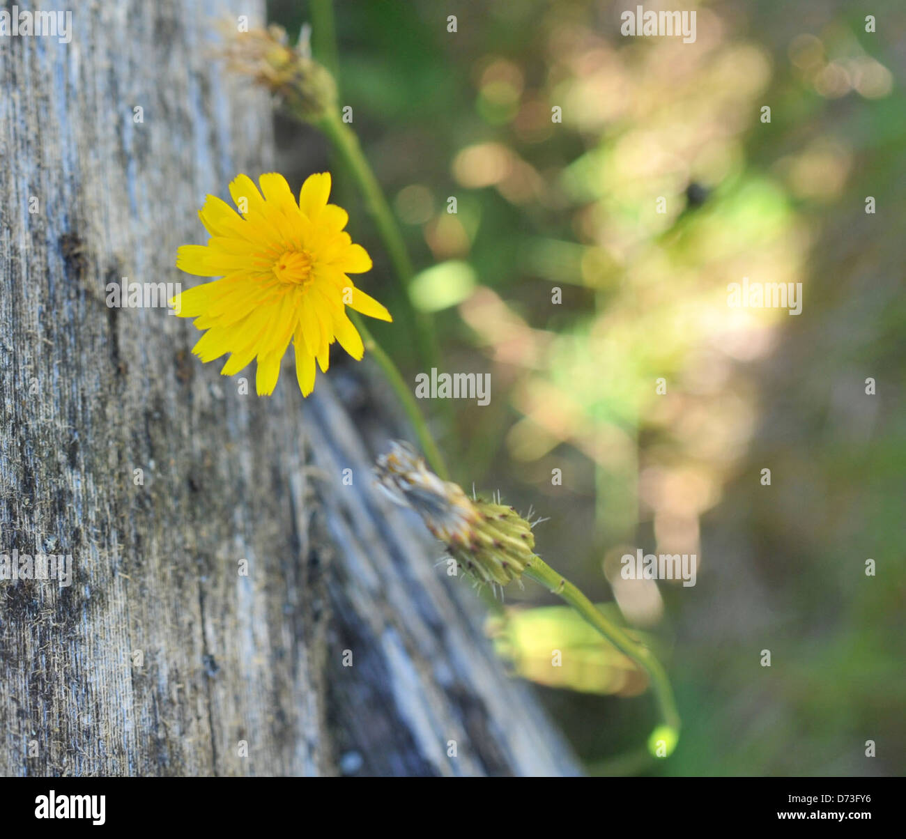 Microseris hi-res stock photography and images - Alamy