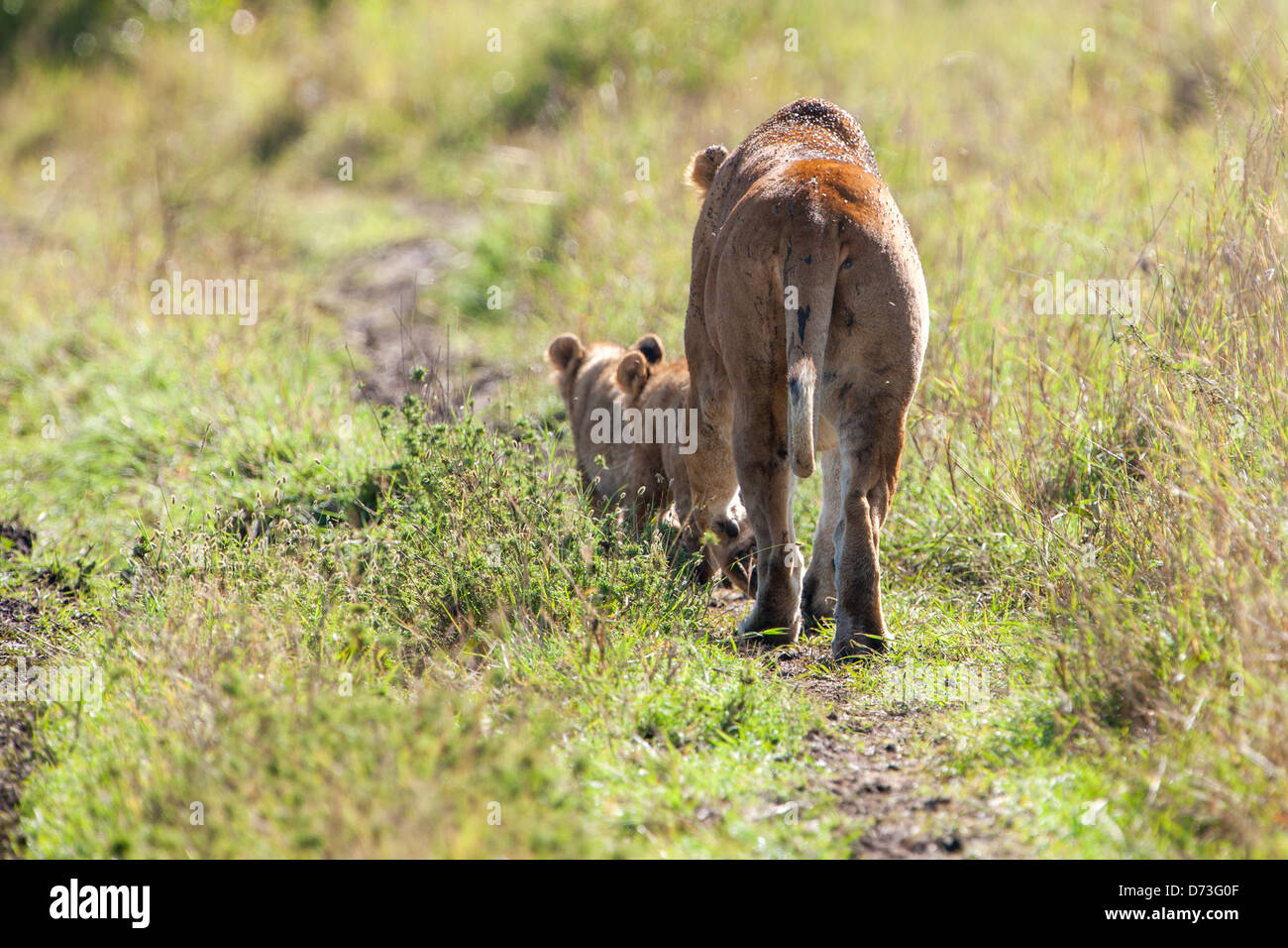 Lion cub walking away hi-res stock photography and images - Alamy Lion cub walking away hi-res stock photography and images - Alamy