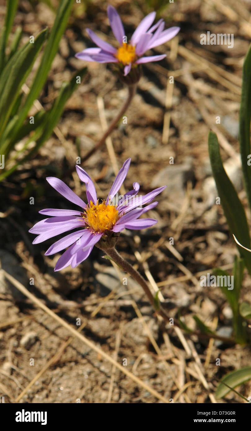 Aster alpigenus hi-res stock photography and images - Alamy