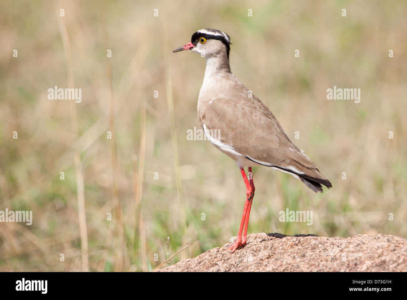 Crowned Lapwing Plover Vanellus Coronatus Kenya Stock Photos & Crowned ...