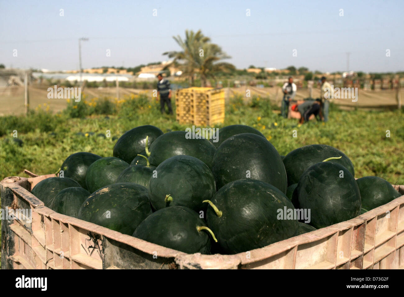 April 28, 2013 - Rafah, Gaza Strip, Palestinian Territory - Palestinian ...