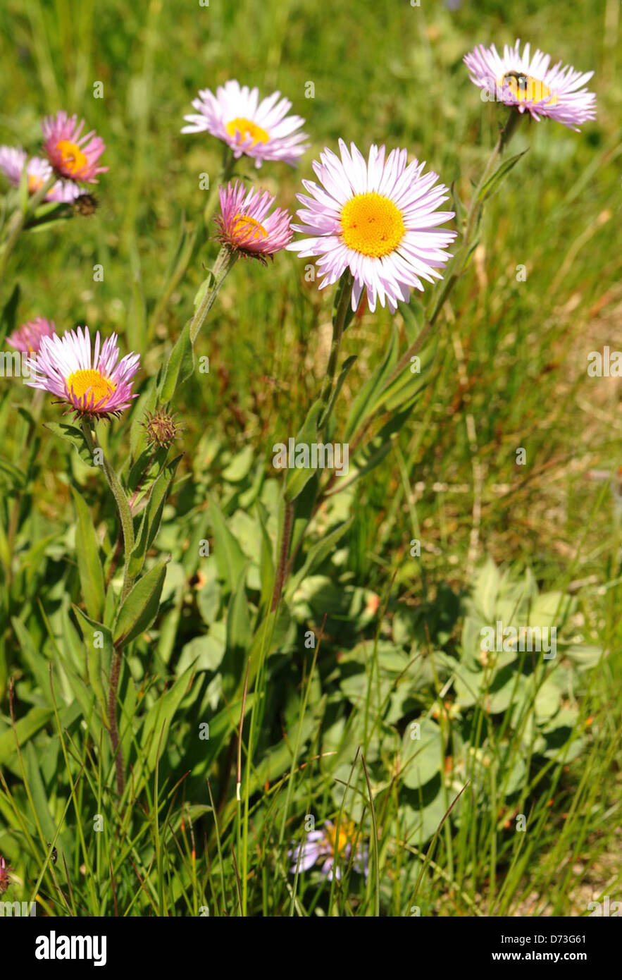 The Subalpine Daisy (Erigeron peregrinus) is a wildflower native to ...
