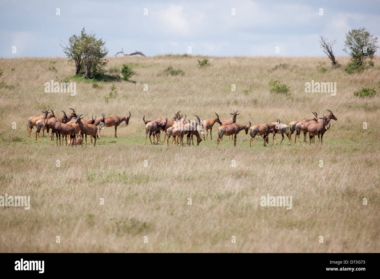 Topi hi-res stock photography and images - Alamy