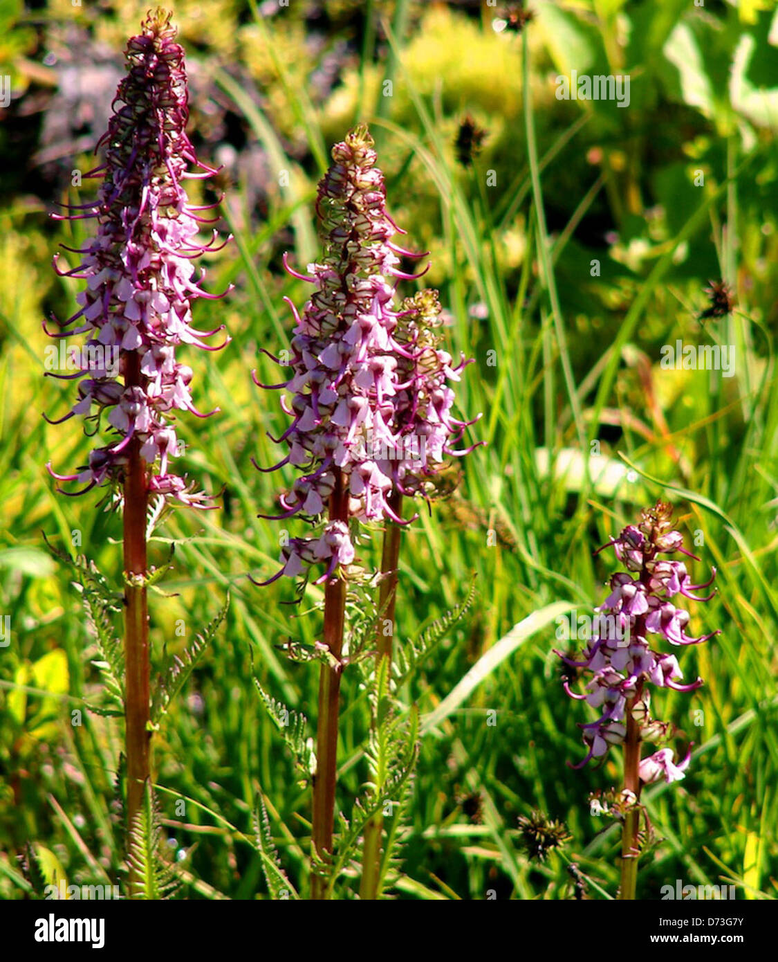 Elephantshead hi-res stock photography and images - Alamy