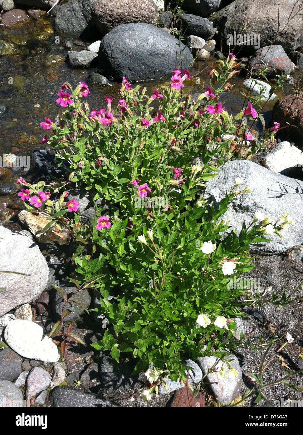 Pink monkeyflower hi-res stock photography and images - Alamy