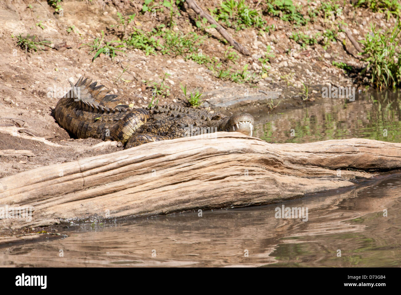 Nile crocodile on mara river hi-res stock photography and images - Alamy