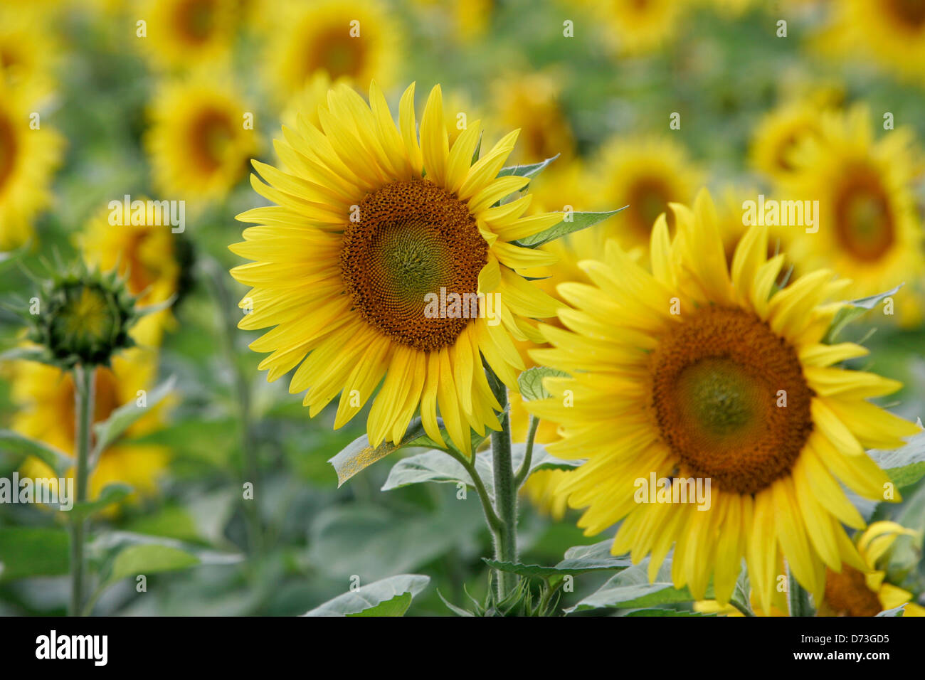 Field mark hi-res stock photography and images - Alamy