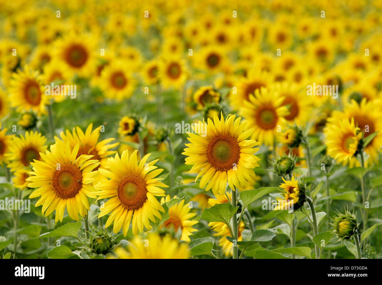 Field mark hi-res stock photography and images - Alamy