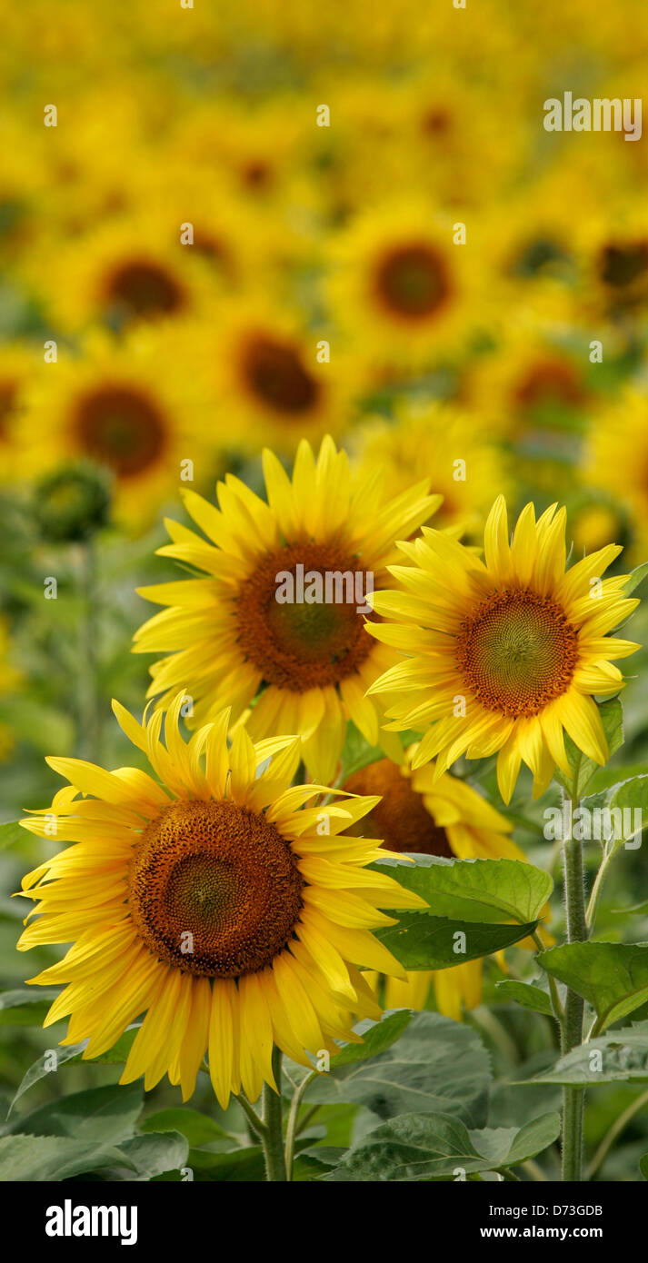 Field mark hi-res stock photography and images - Alamy