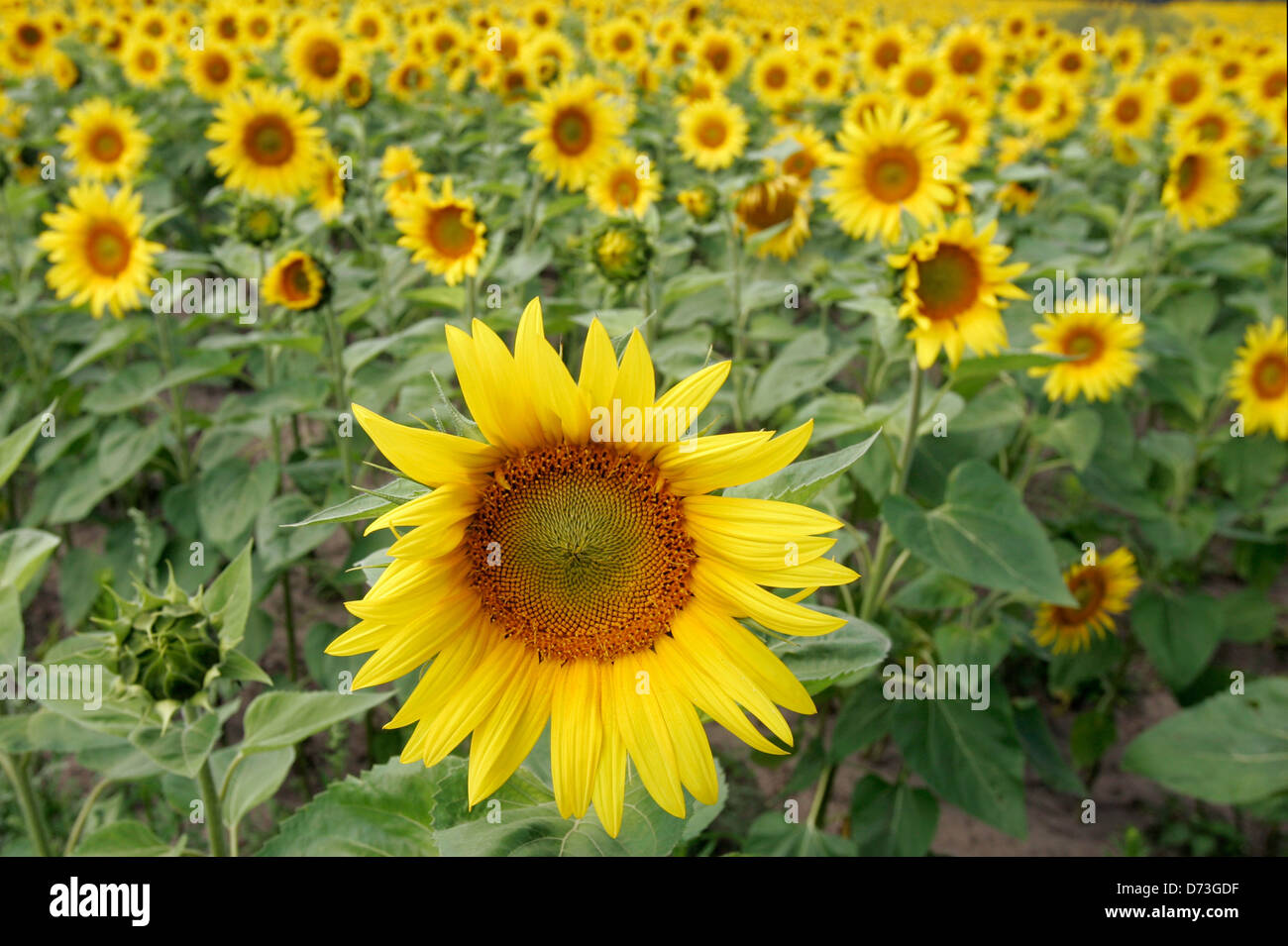 Baruth / Mark, sunflower field Stock Photo - Alamy