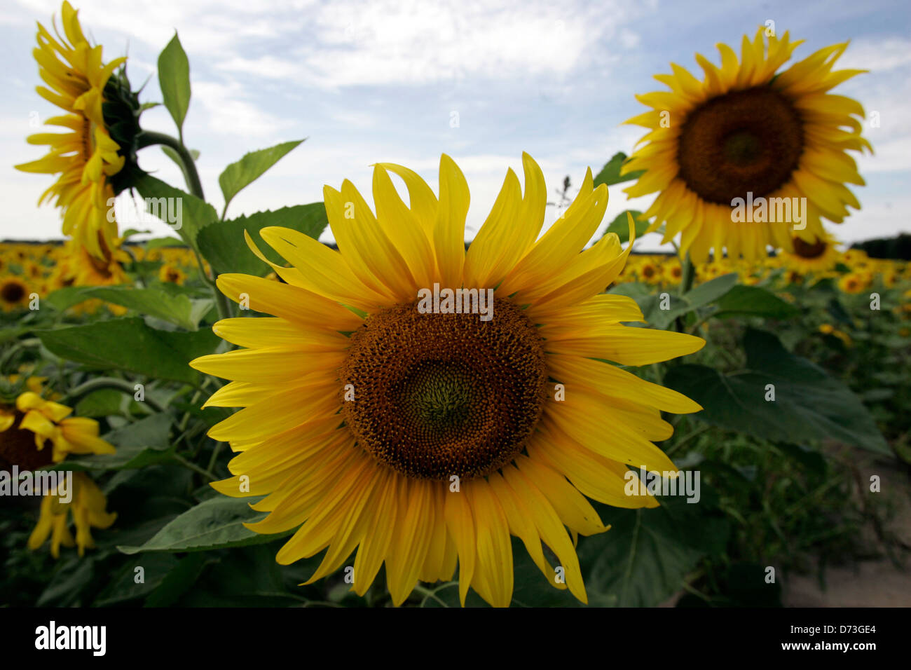 Baruth / Mark, sunflower field Stock Photo - Alamy