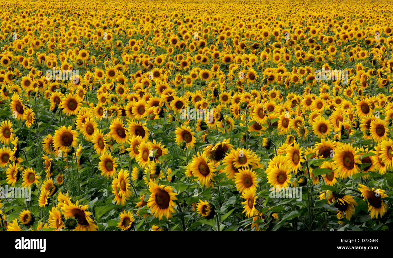 Baruth / Mark, sunflower field Stock Photo - Alamy
