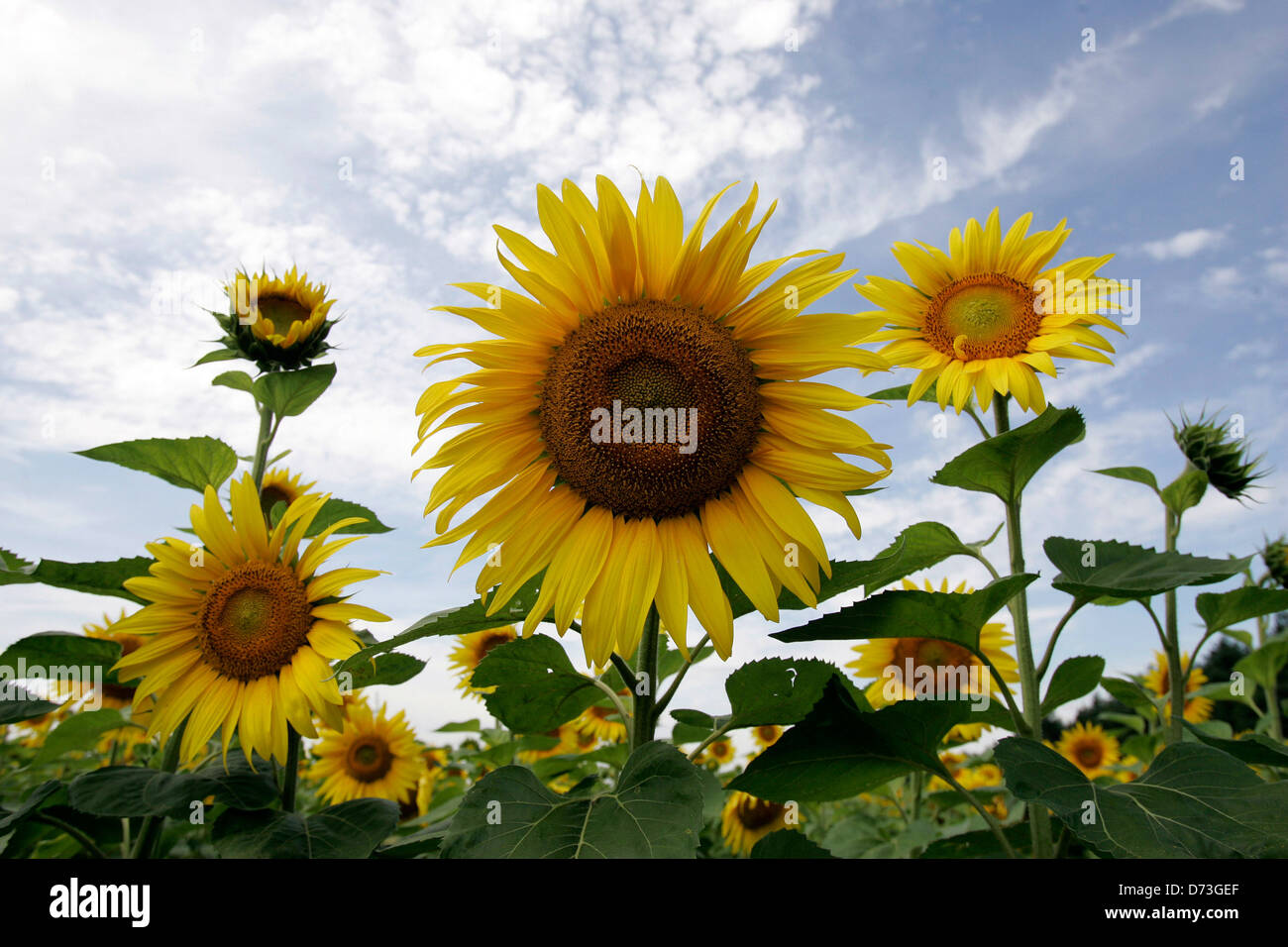 Baruth / Mark, sunflower field Stock Photo - Alamy