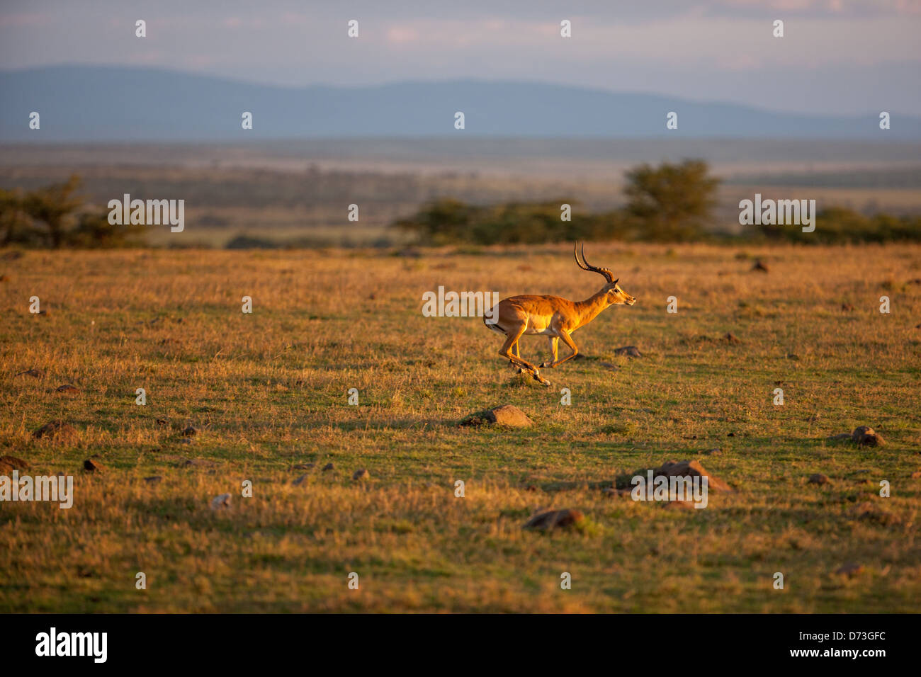 Running impala hi-res stock photography and images - Alamy