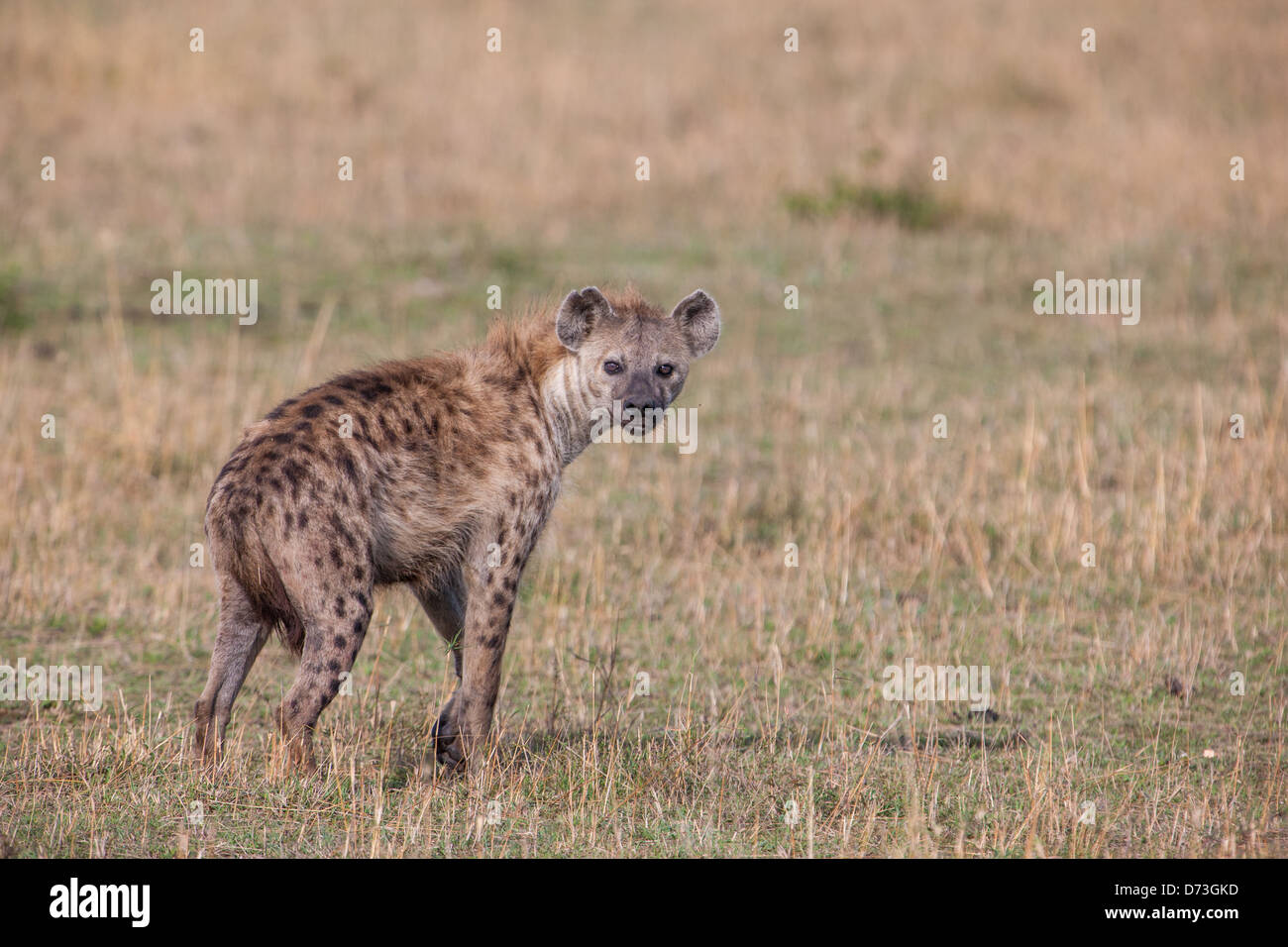 Laughing hyena africa hi-res stock photography and images - Alamy