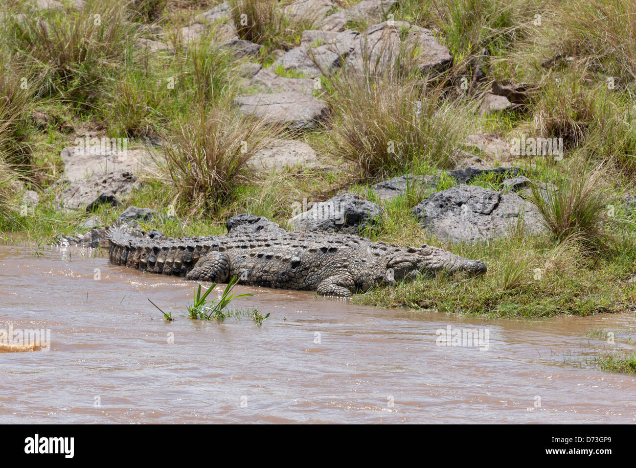 Nile Crocodile basking on river bank Stock Photo - Alamy