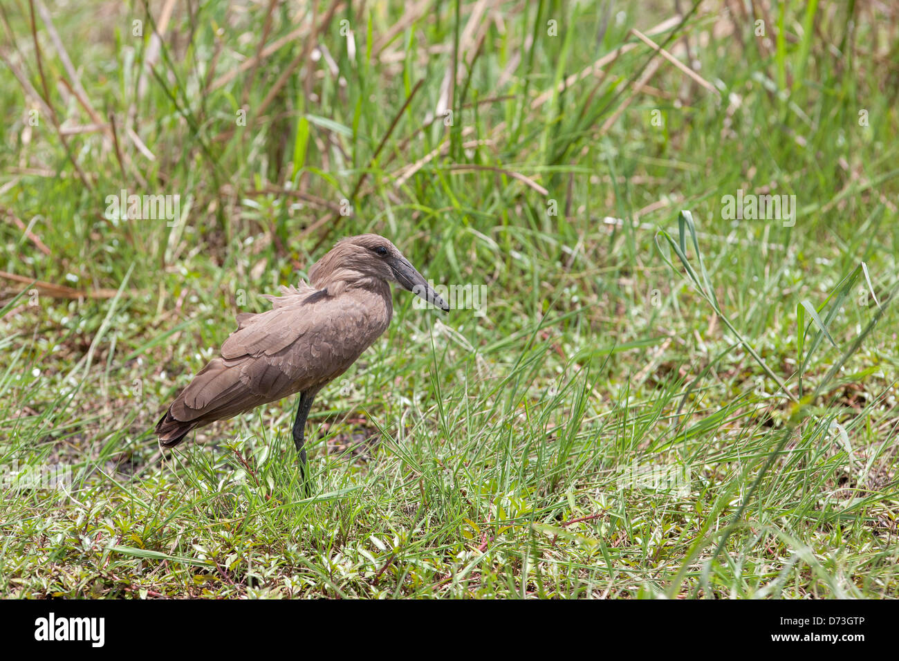 Hamerkop also known as Hammerkop, Hammerkopf, Hammerhead, Hammerhead ...