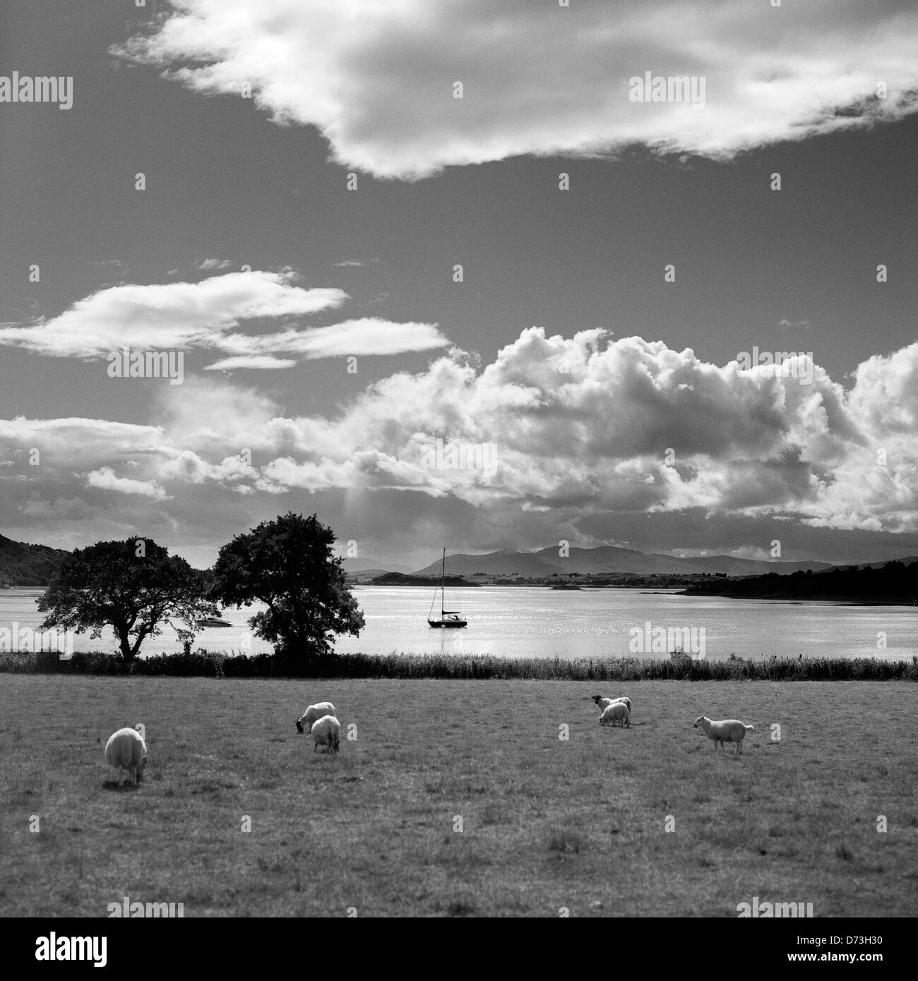 Scottish sheep pasture Black and White Stock Photos & Images - Alamy