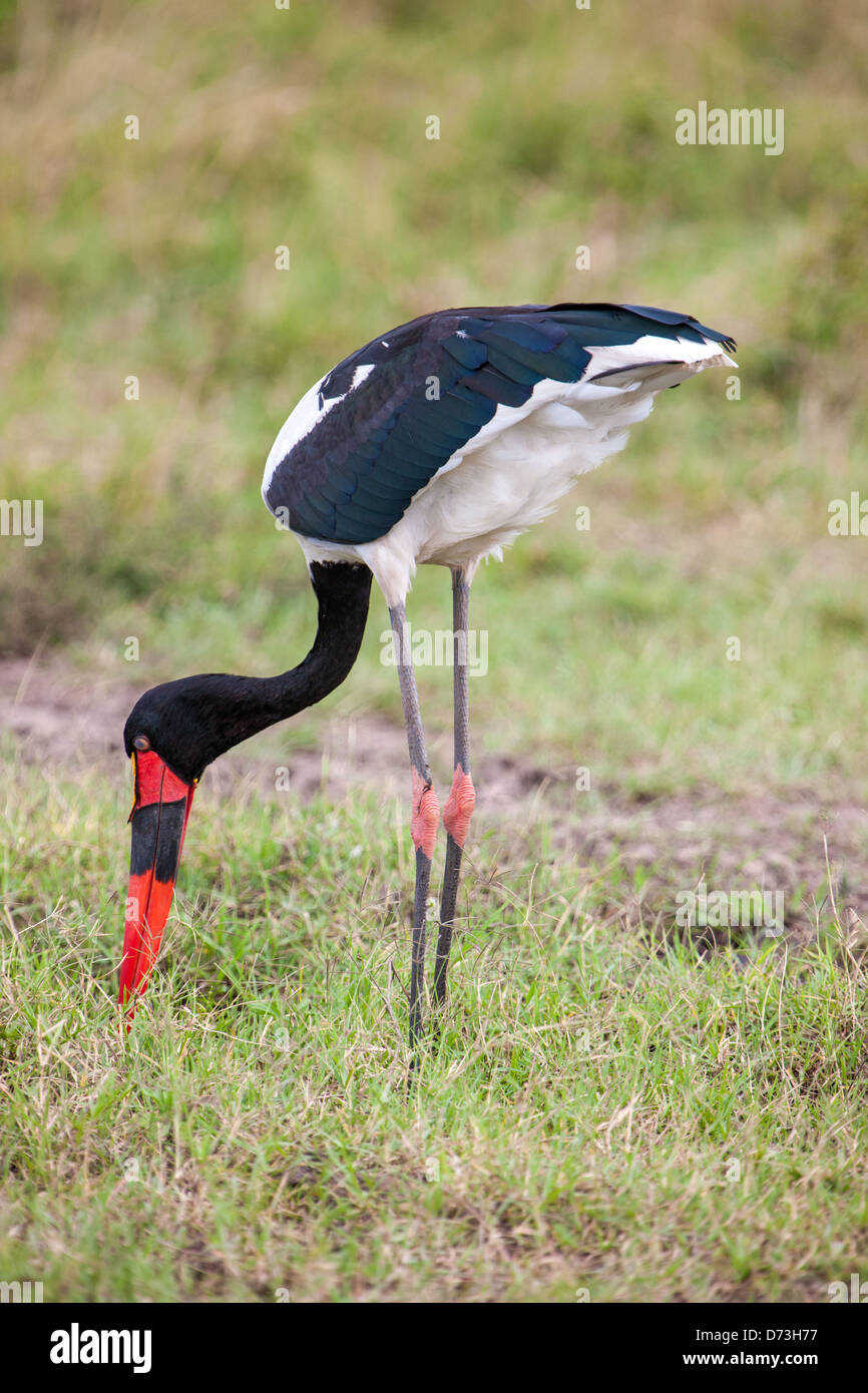 Saddle -Billed Stork Stock Photo - Alamy