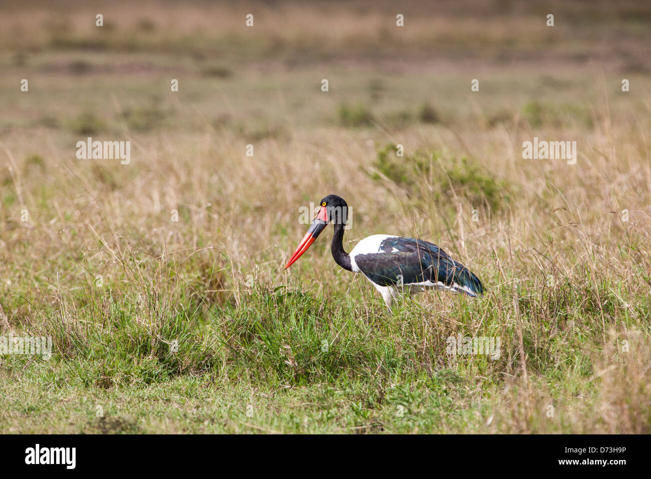 Saddle Billed Stork Stock Photo - Alamy