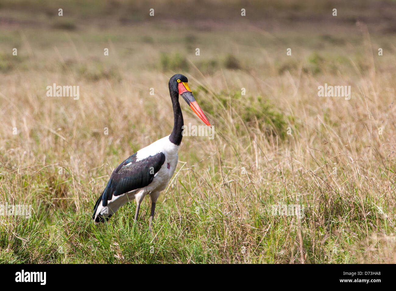 Black and white african stork hi-res stock photography and images - Alamy