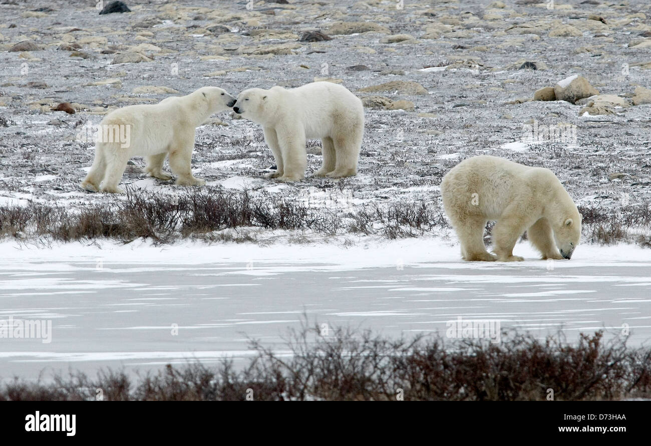 Churchill, Canada, polar bears in the Churchill Wildlife Management ...