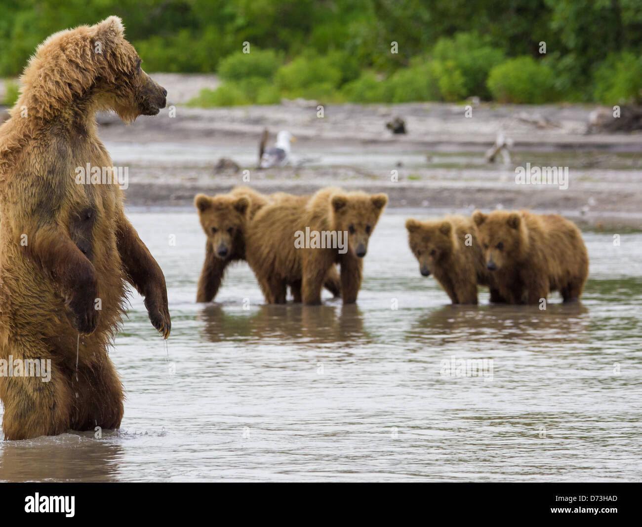 The brown bear fishes Stock Photo - Alamy The brown bear fishes Stock Photo - Alamy