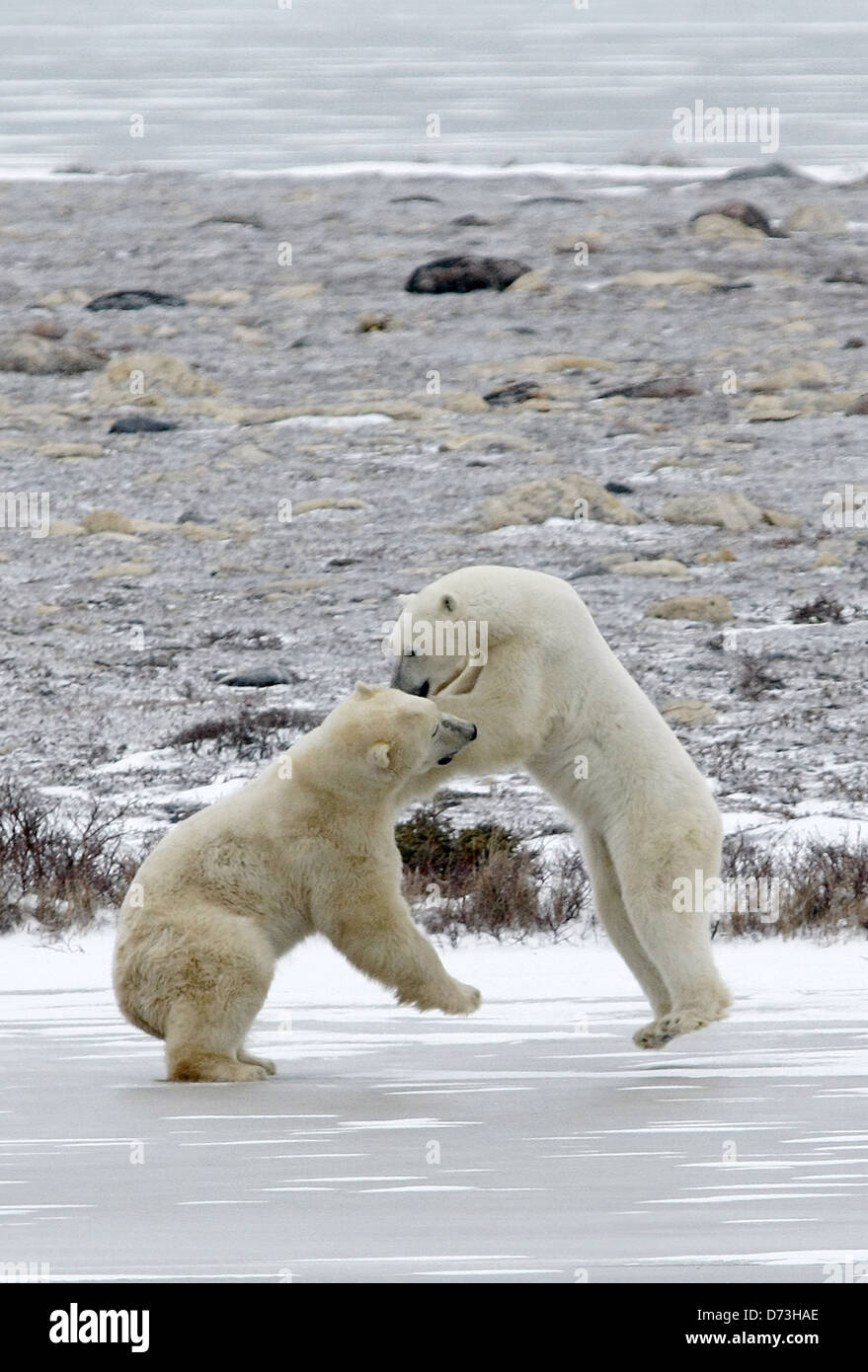 Churchill, Canada, polar bears in the Churchill Wildlife Management ...