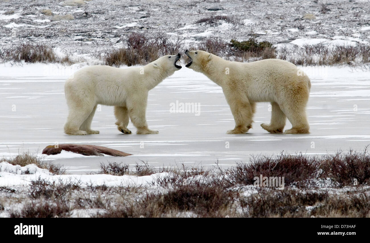Churchill, Canada, polar bears in the Churchill Wildlife Management Area Stock Photo - Alamy