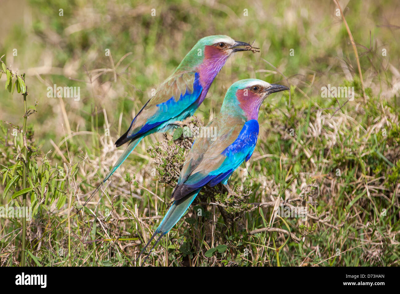 Pair of Lilac Breasted Rollers Stock Photo - Alamy