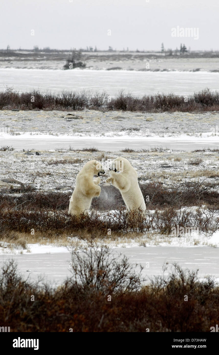Churchill, Canada, polar bears in the Churchill Wildlife Management ...