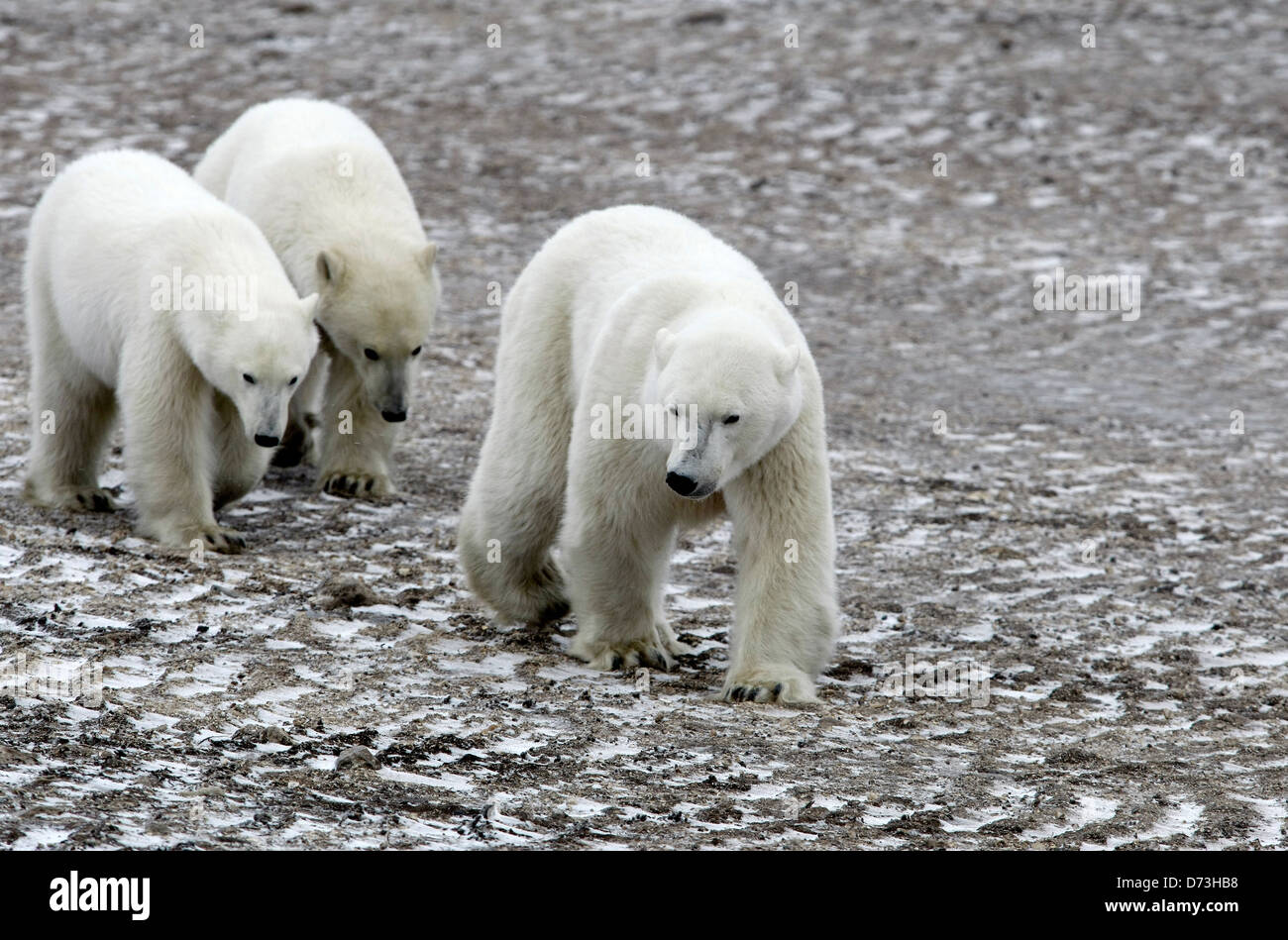 Churchill, Canada, polar bears in the Churchill Wildlife Management Area Stock Photo - Alamy