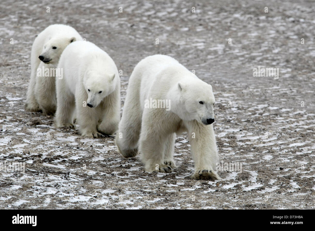 Churchill, Canada, polar bears in the Churchill Wildlife Management Area Stock Photo - Alamy