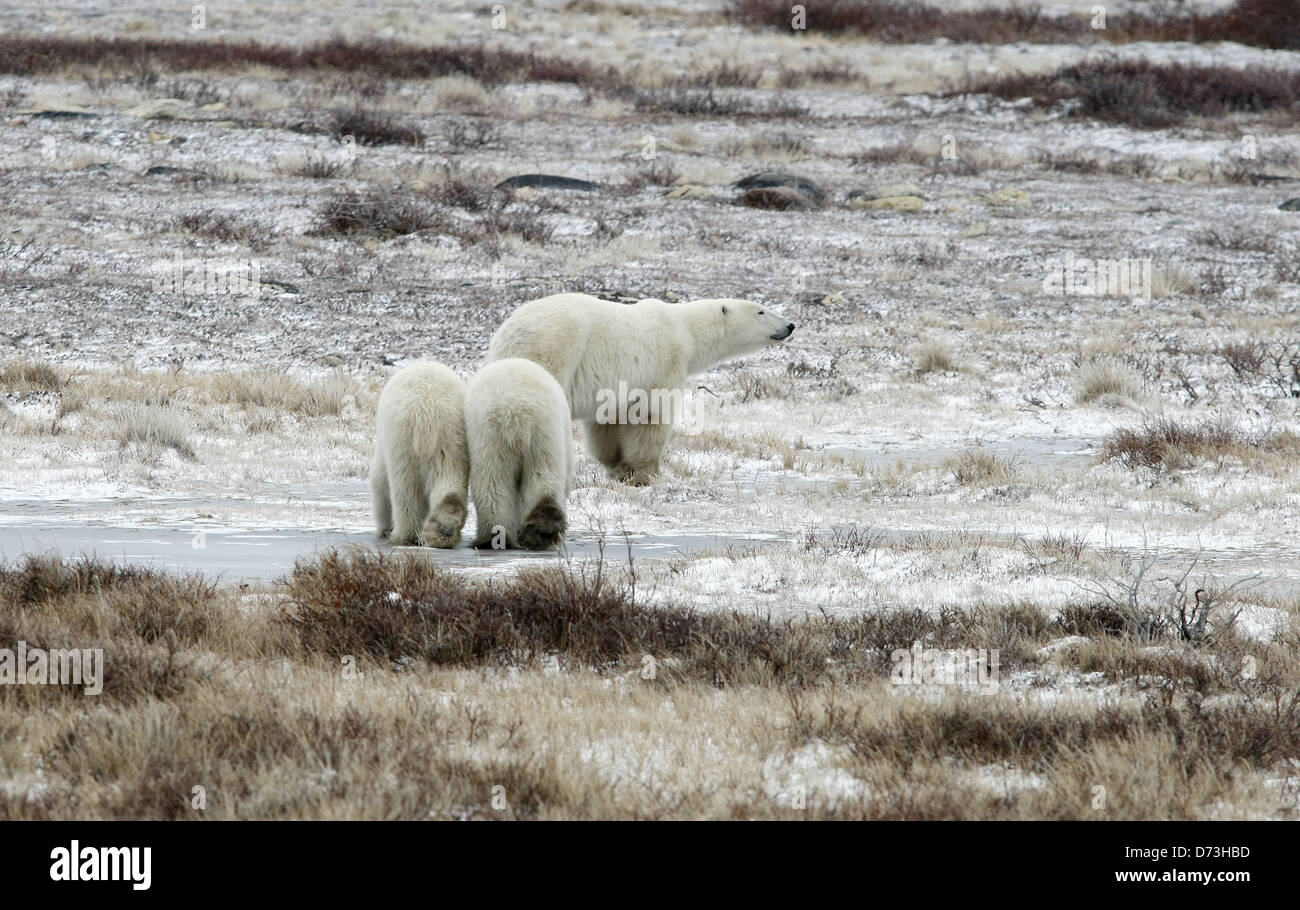 Churchill, Canada, polar bears in the Churchill Wildlife Management Area Stock Photo - Alamy