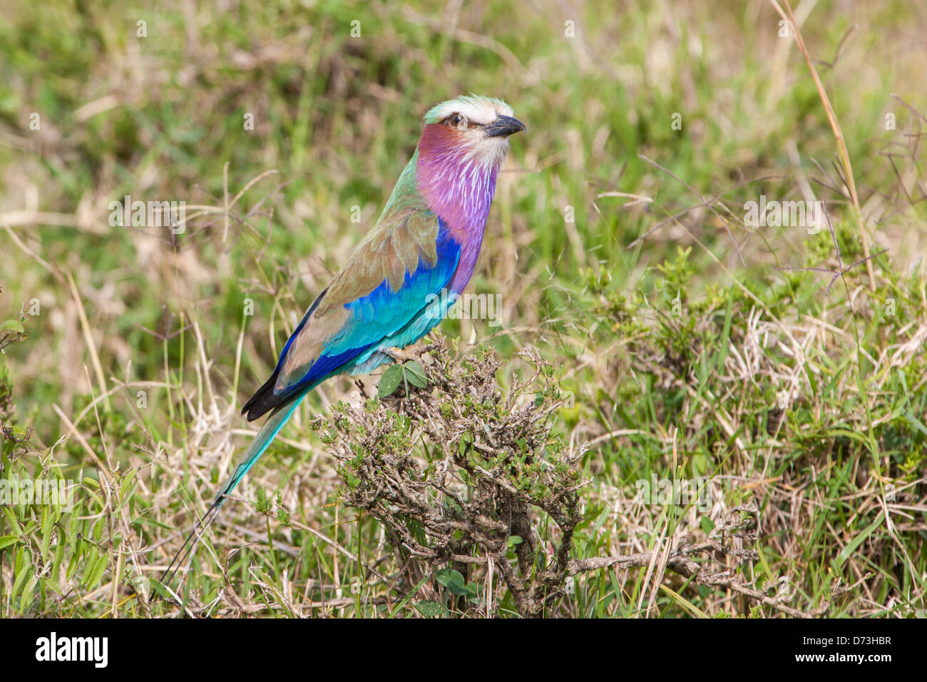 Lilac Breasted Roller Stock Photo - Alamy
