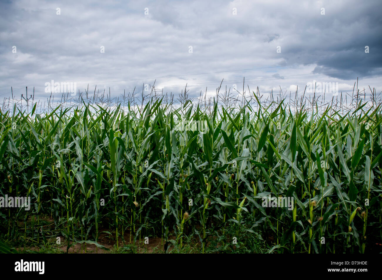 Filed of corn hi-res stock photography and images - Alamy