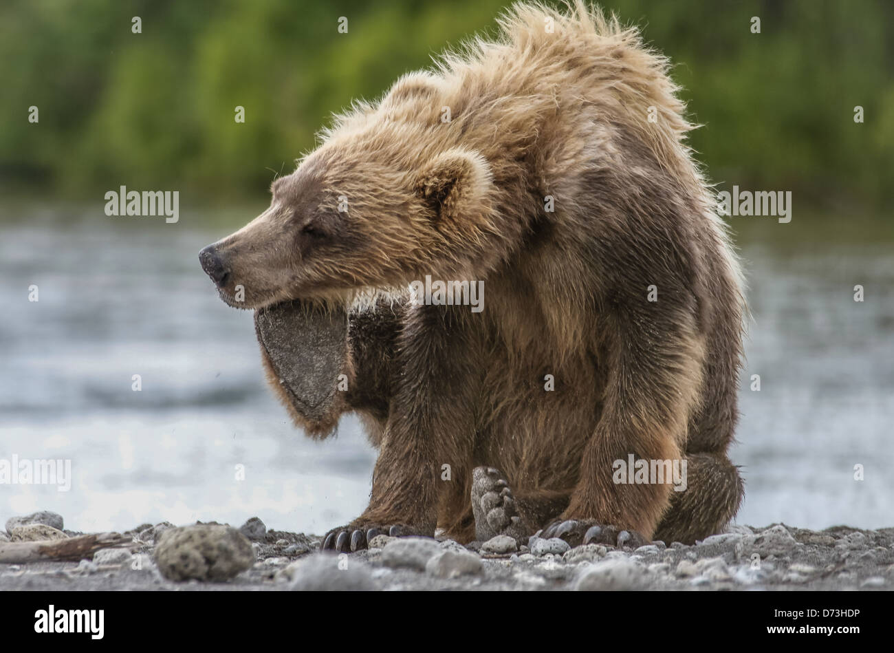 Wild brown bear cub hi-res stock photography and images - Alamy