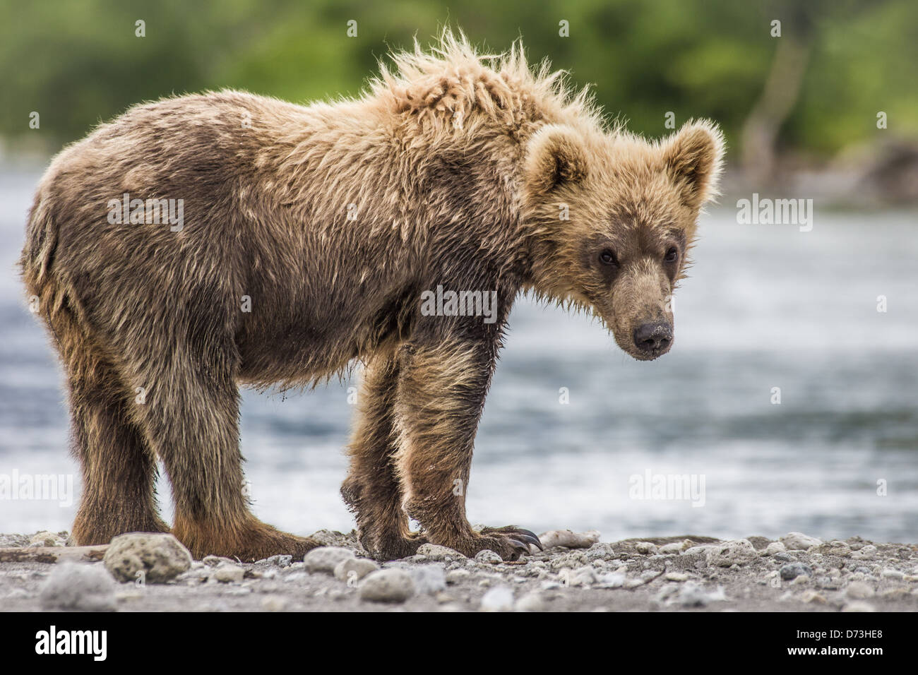Wild brown bear cub hi-res stock photography and images - Alamy