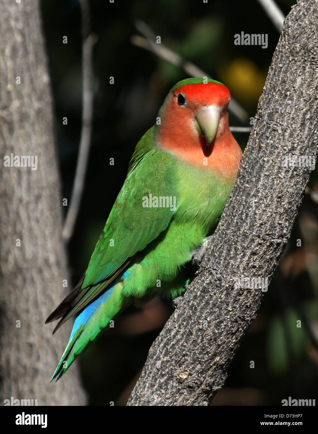 Red faced lovebird hi-res stock photography and images - Alamy