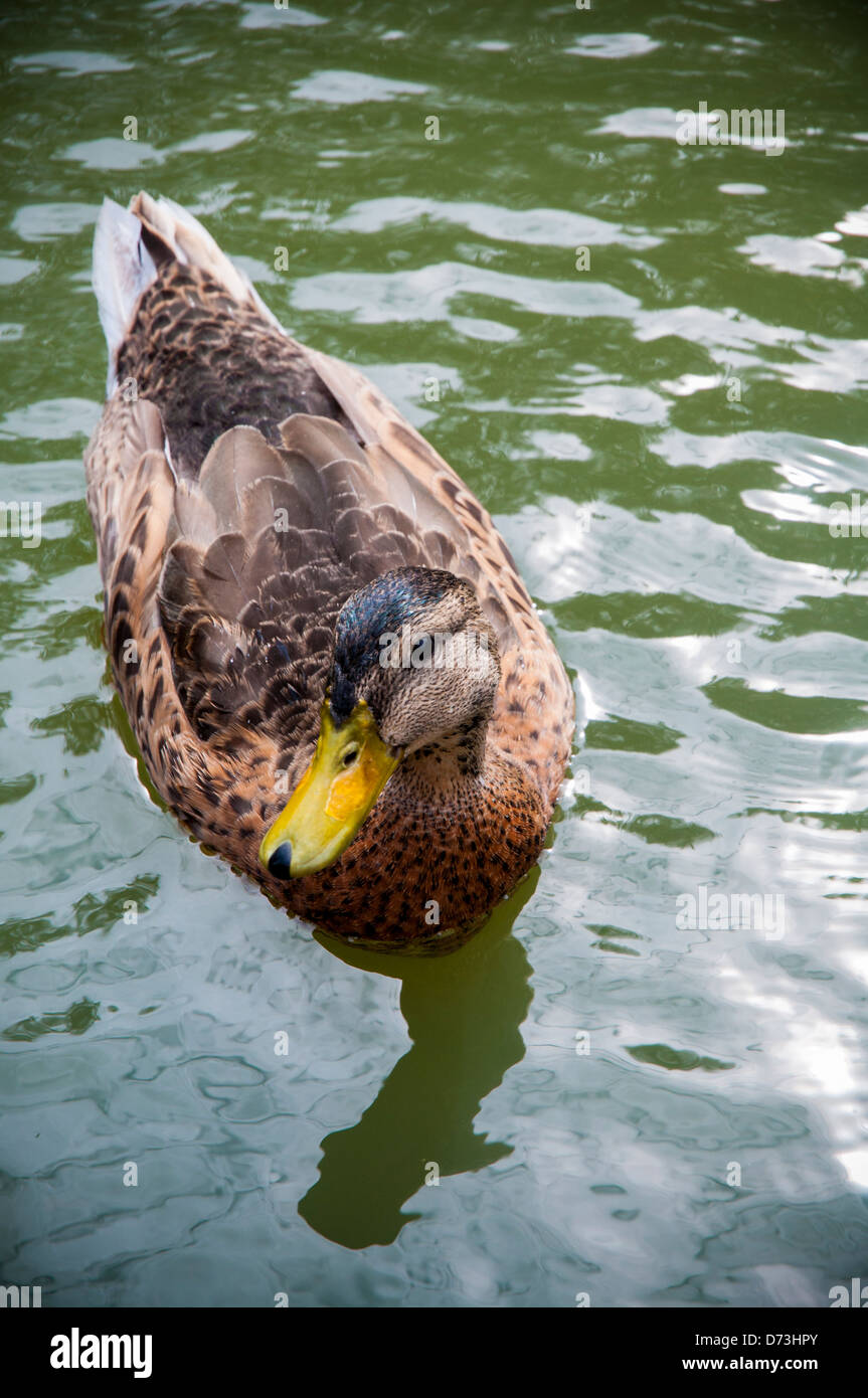 Black river duck hi-res stock photography and images - Alamy