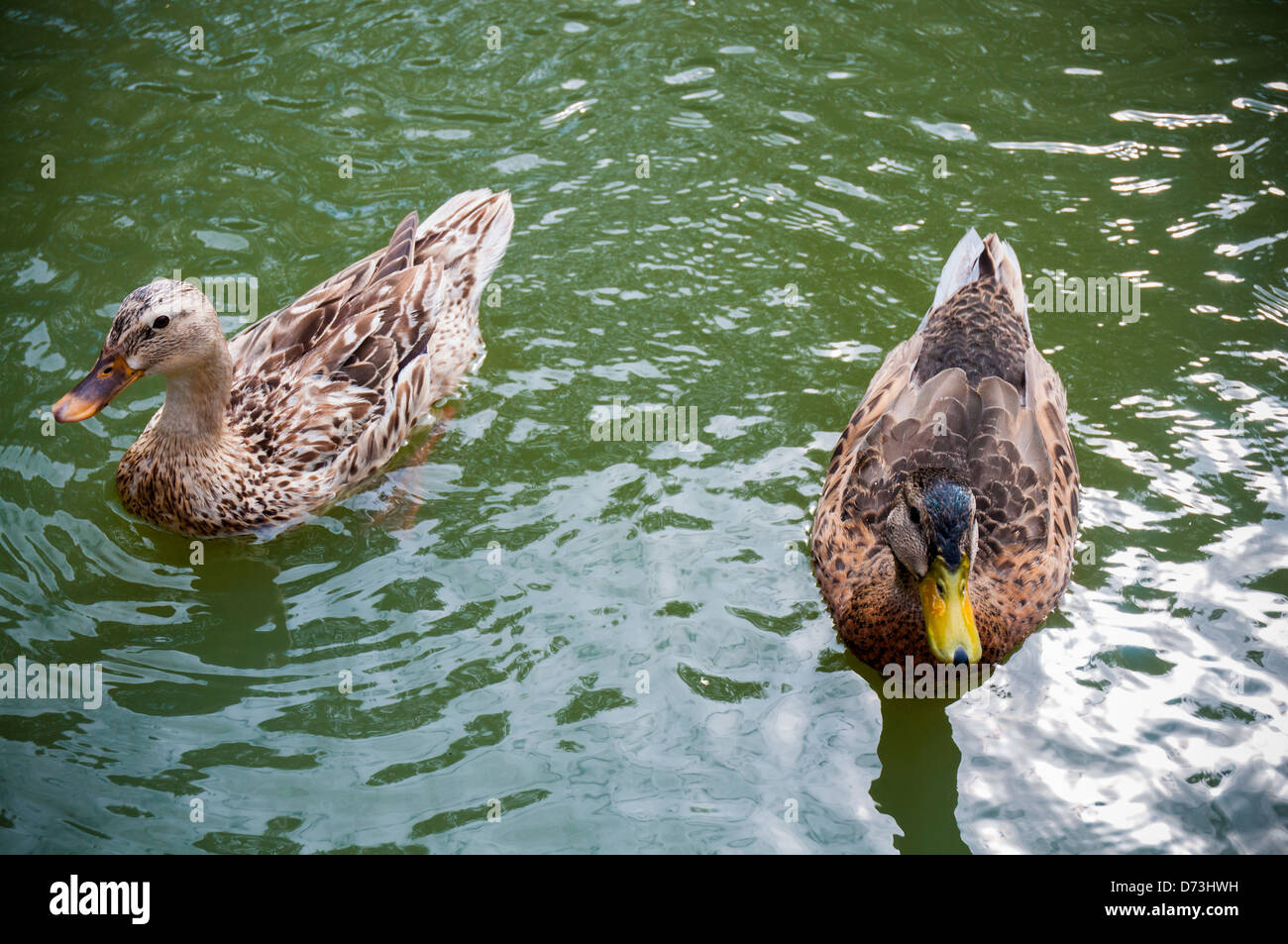 duck on the river Stock Photo - Alamy