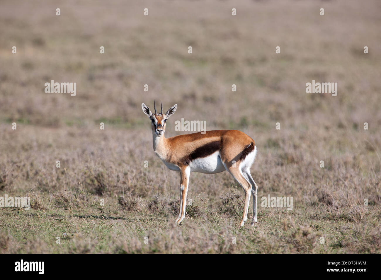 Gazelle or antelope hi-res stock photography and images - Alamy