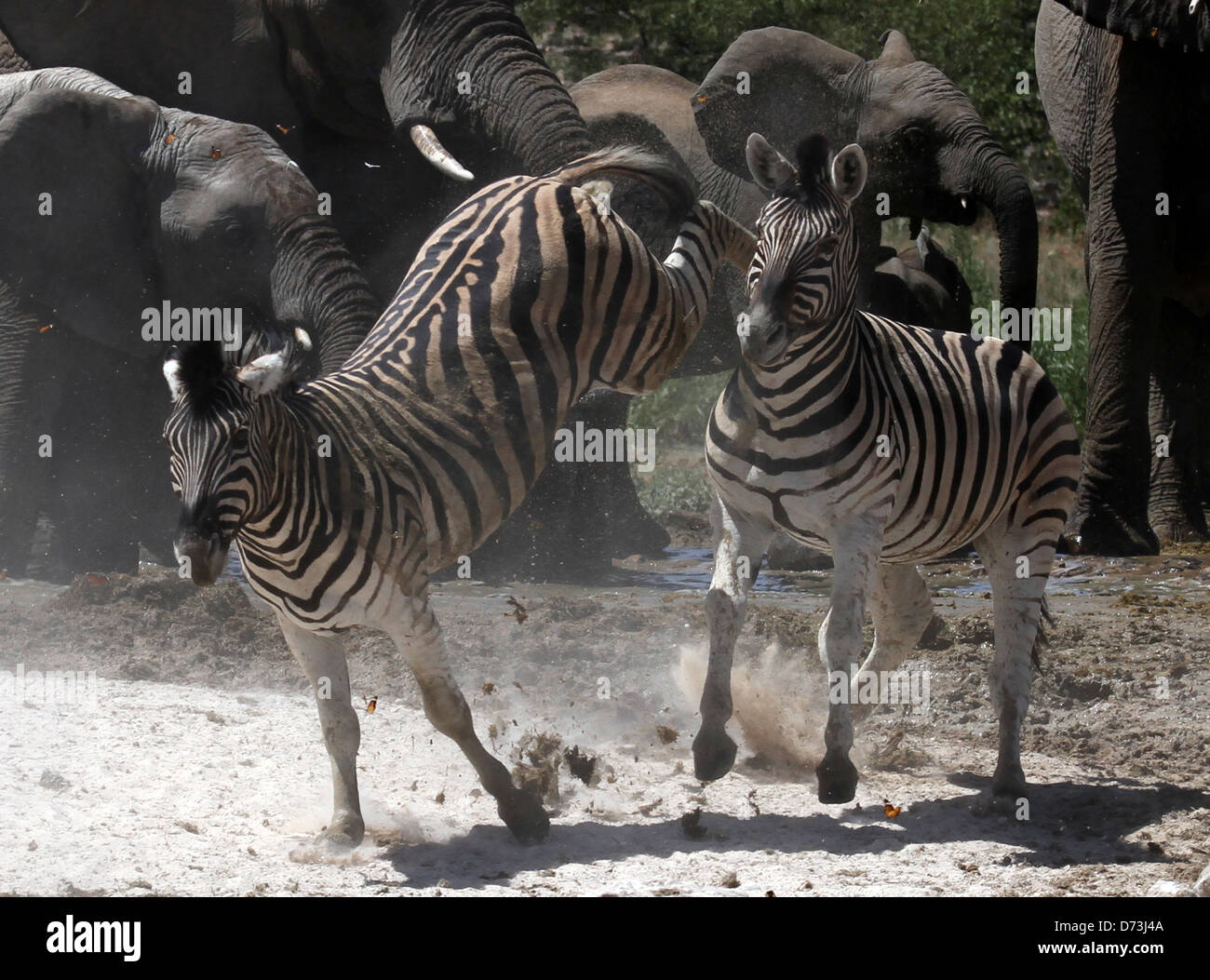 Zebra fighting hi-res stock photography and images - Alamy